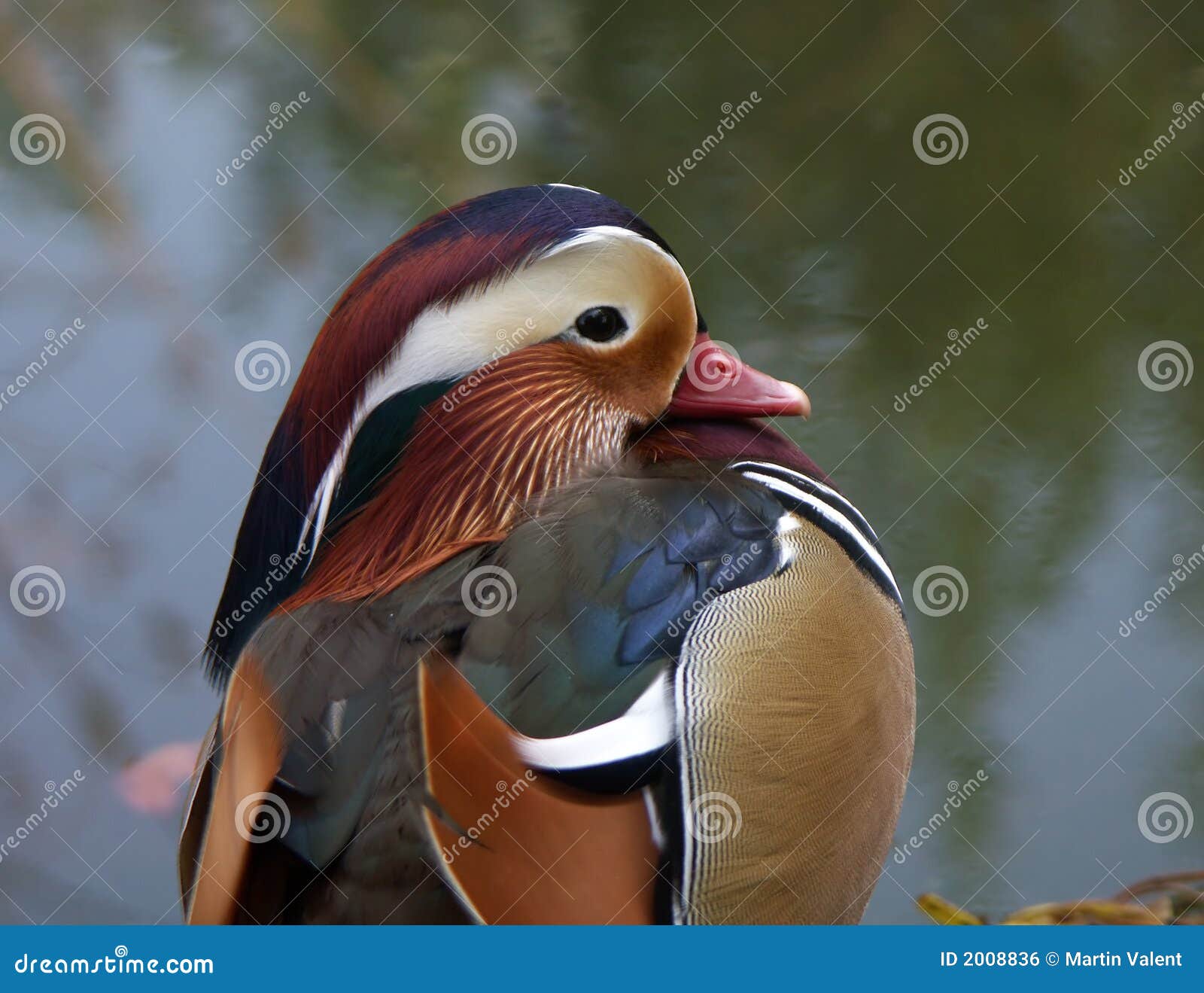 Exotic Duck Picture. Image: 2008836