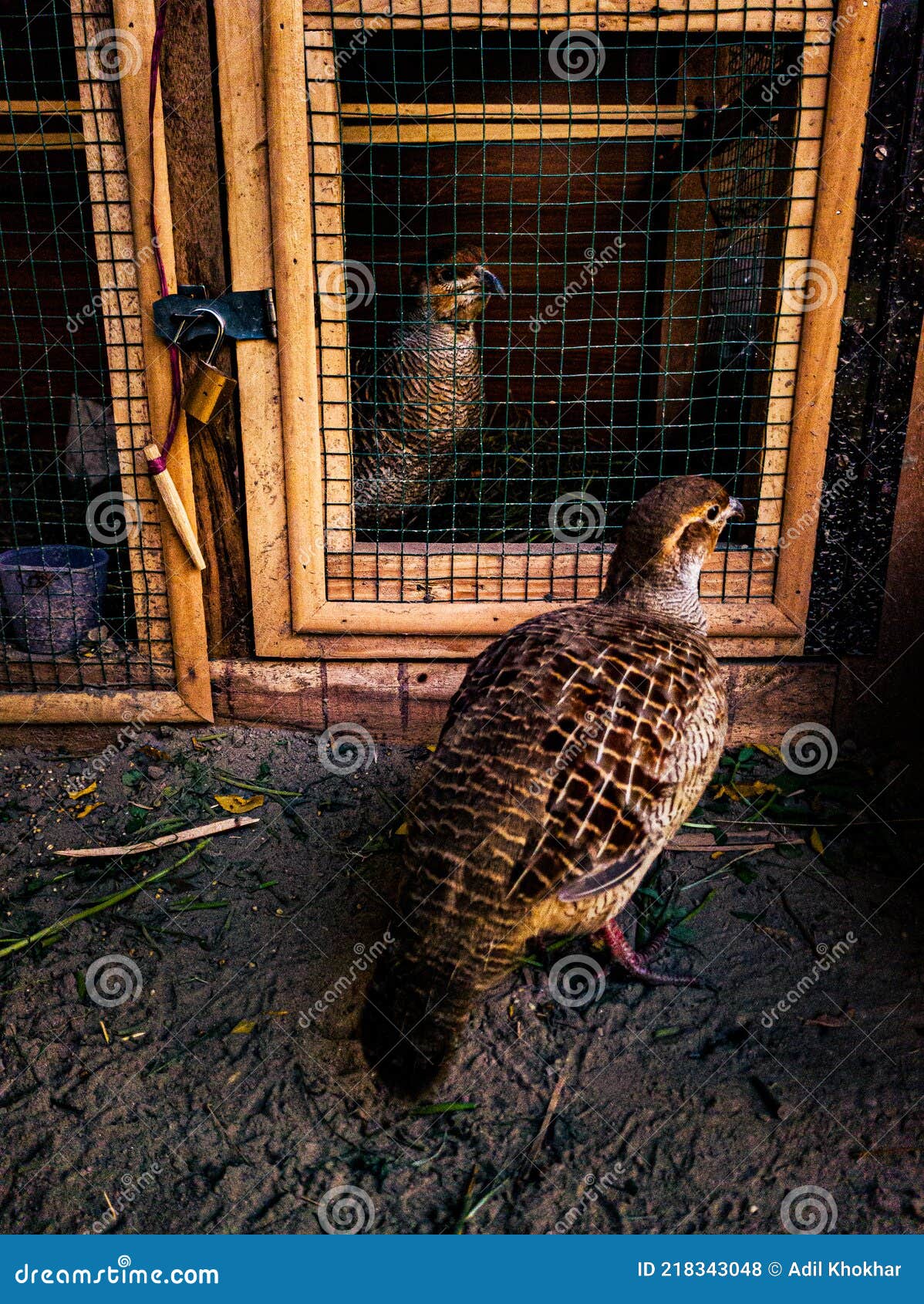 Exotic Eastern Birds Seperated Titar Stock Photo - Image of duck ...