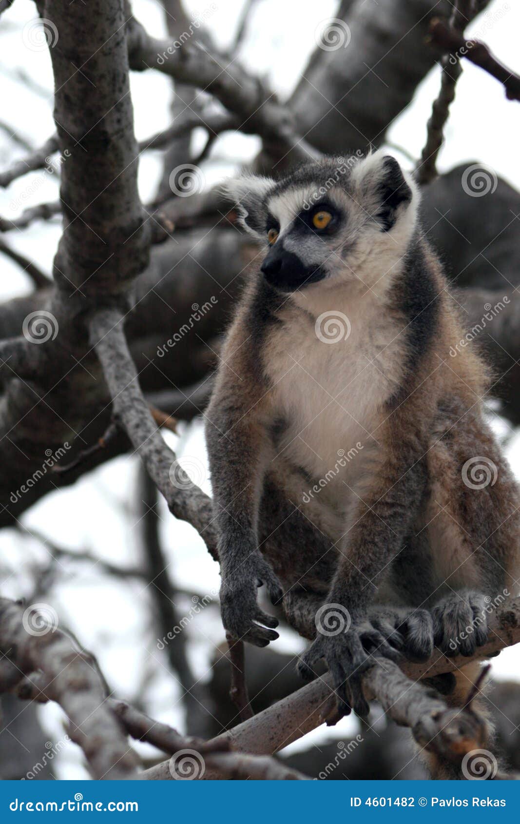 Exotic Endangered Animal - Lemur Stock Photo - Image of ears, pretty ...