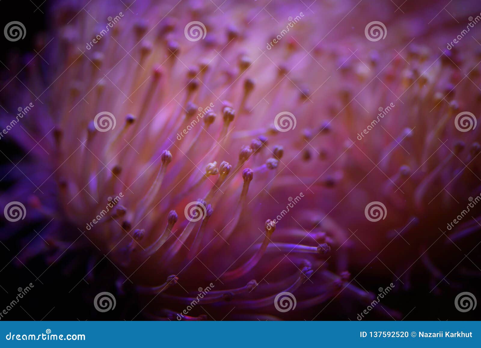 Exotic Extraordinary Water Plants in an Aquarium Stock Photo - Image of ...