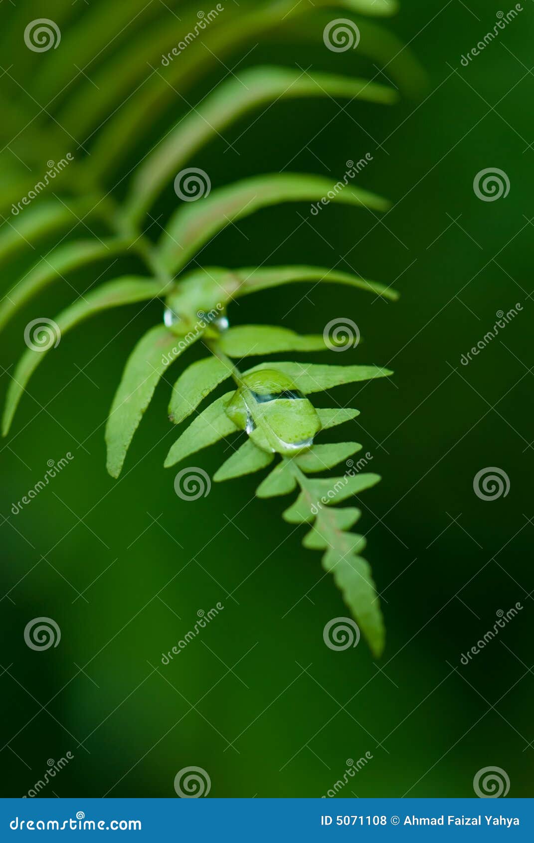 Exotic ferns stock photo. Image of grow, malaysia, forest - 5071108