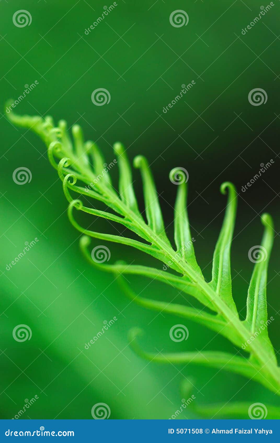 Exotic ferns stock photo. Image of macro, close, botany - 5071508