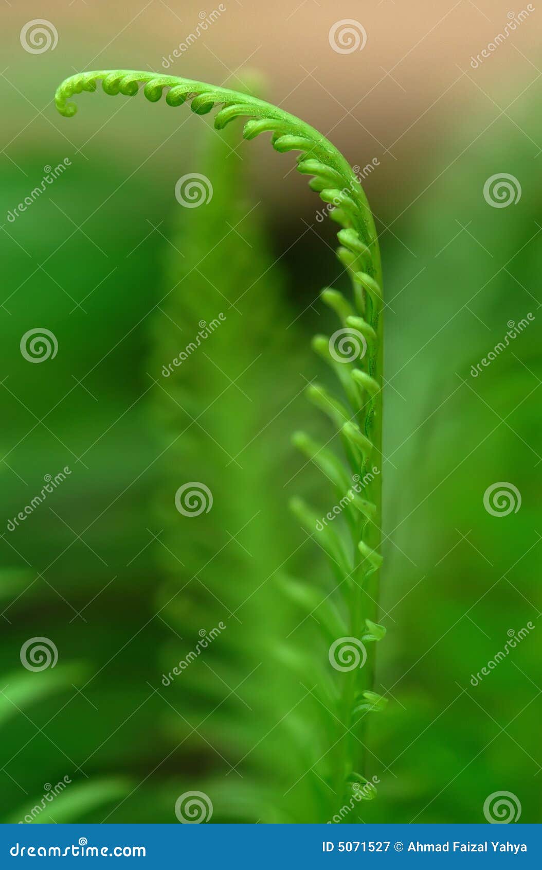 Exotic ferns stock image. Image of curve, botanical, leave - 5071527