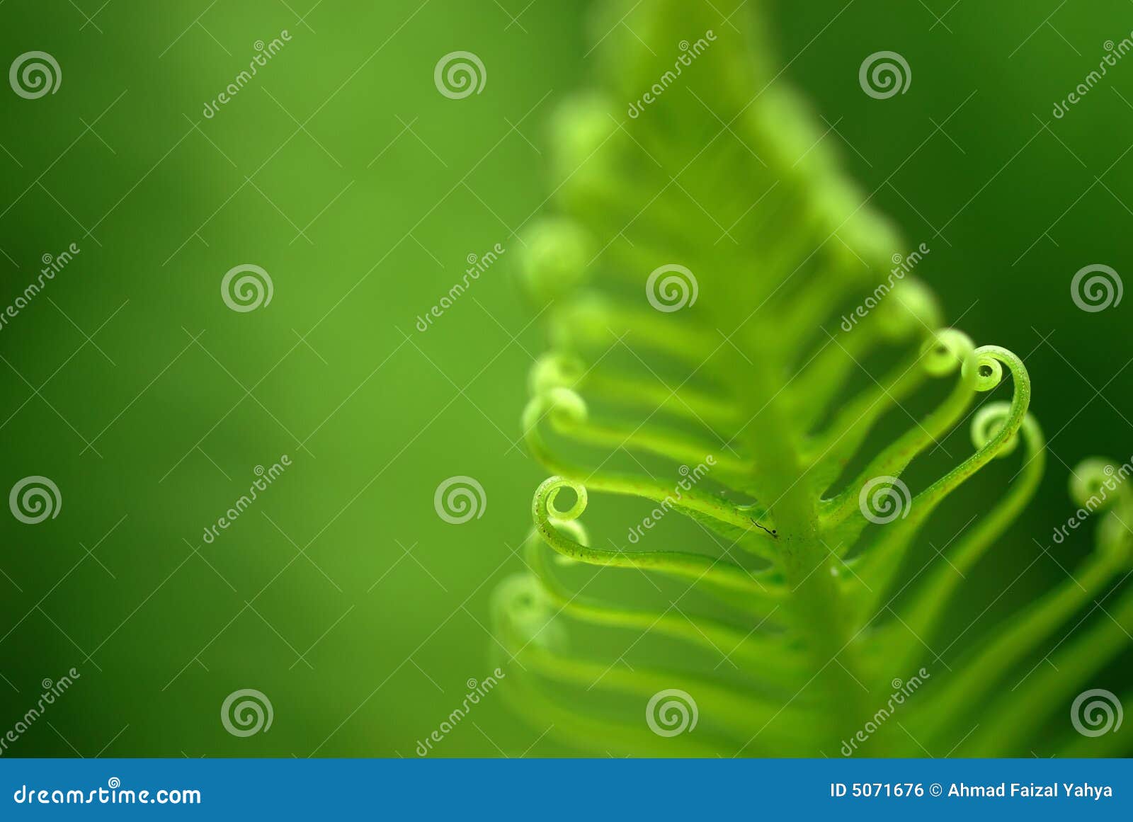 Exotic ferns stock photo. Image of exotic, blur, fresh - 5071676