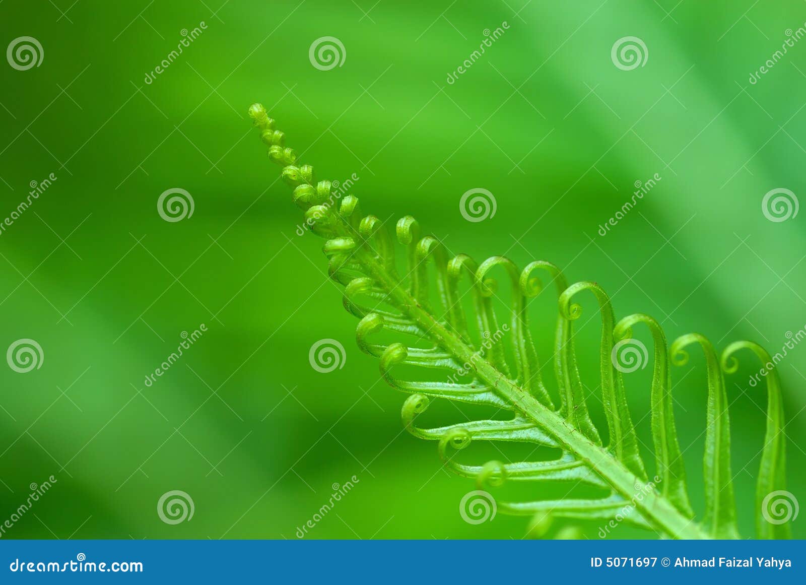Exotic ferns stock image. Image of exotic, fern, curve - 5071697