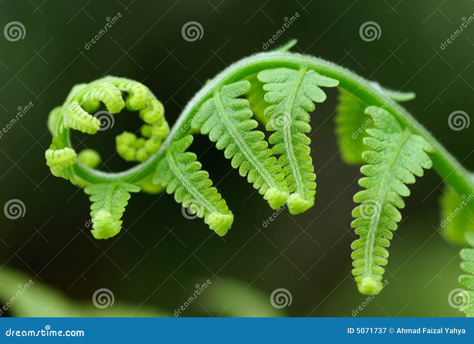 Exotic ferns stock image. Image of botany, leave, offshoot - 5071737