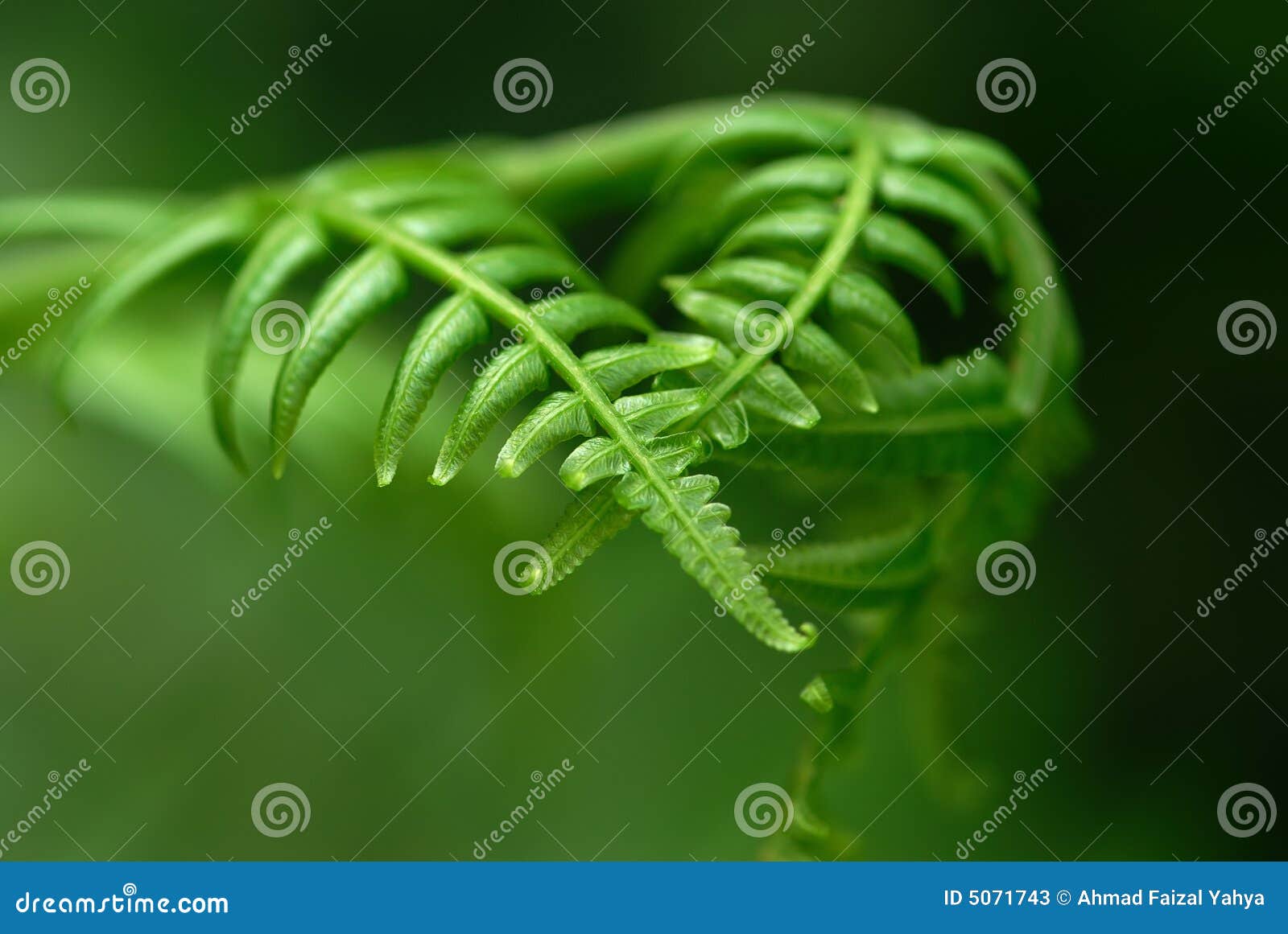 Exotic ferns stock image. Image of fresh, curl, branch - 5071743