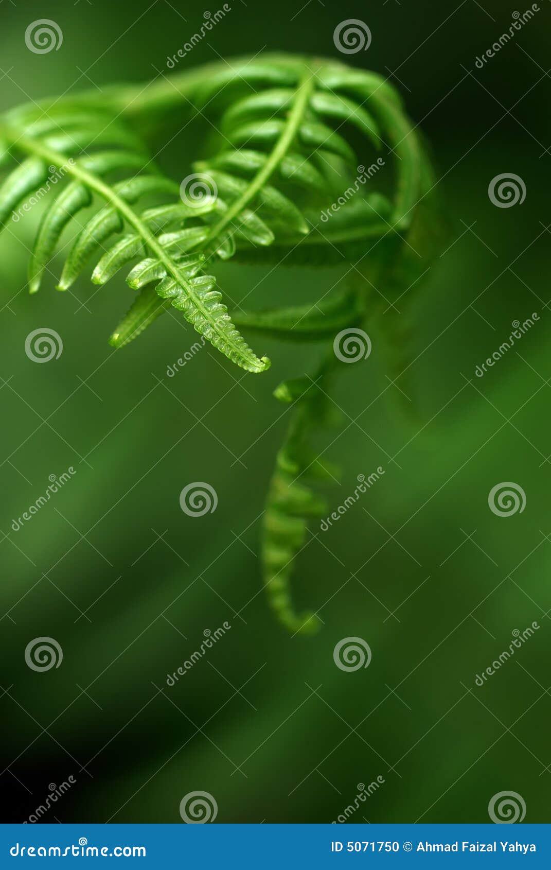 Exotic ferns stock photo. Image of leave, botanical, forest - 5071750