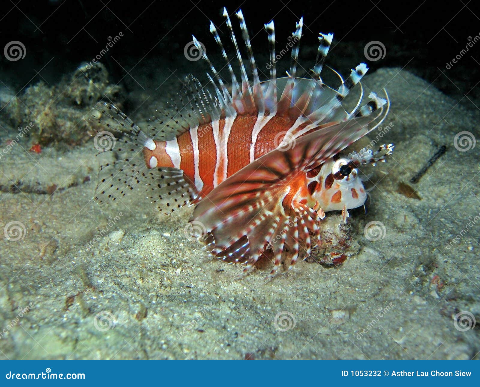 Exotic Fish stock photo. Image of spines, spikes, aquatic - 1053232