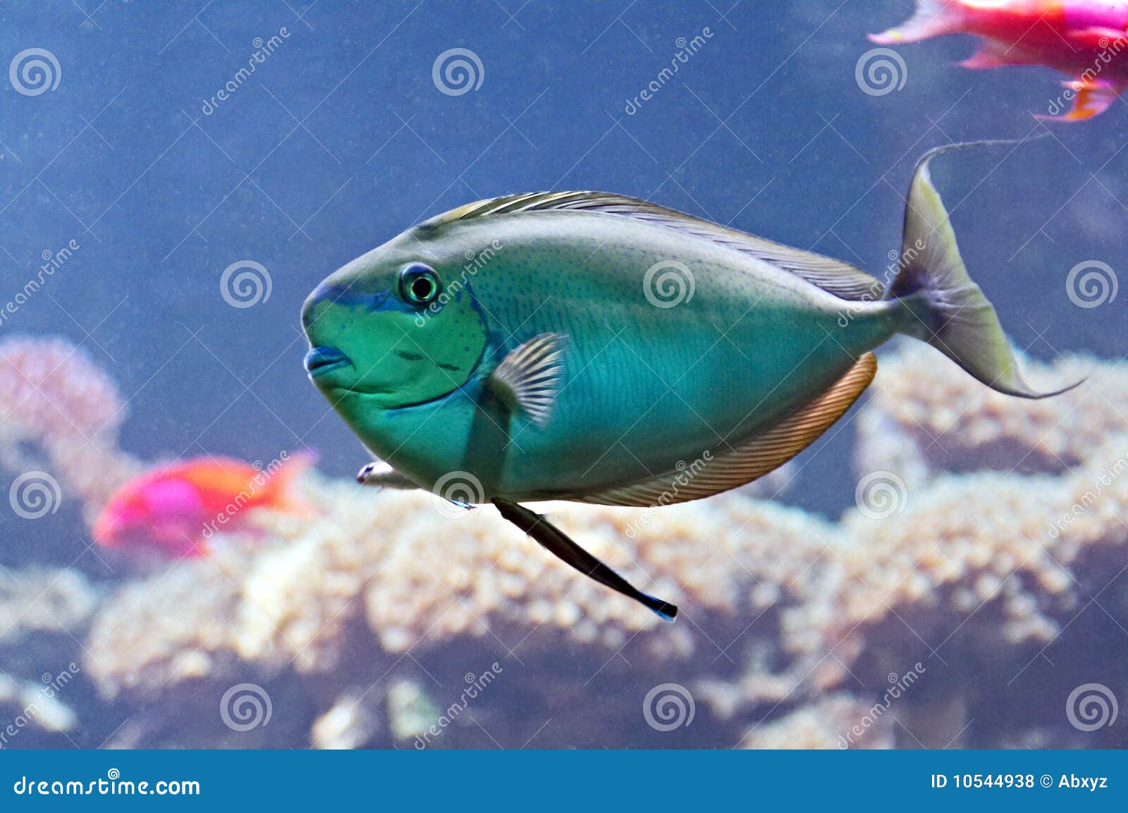 Exotic fish stock photo. Image of tour, exotic, colorful - 10544938