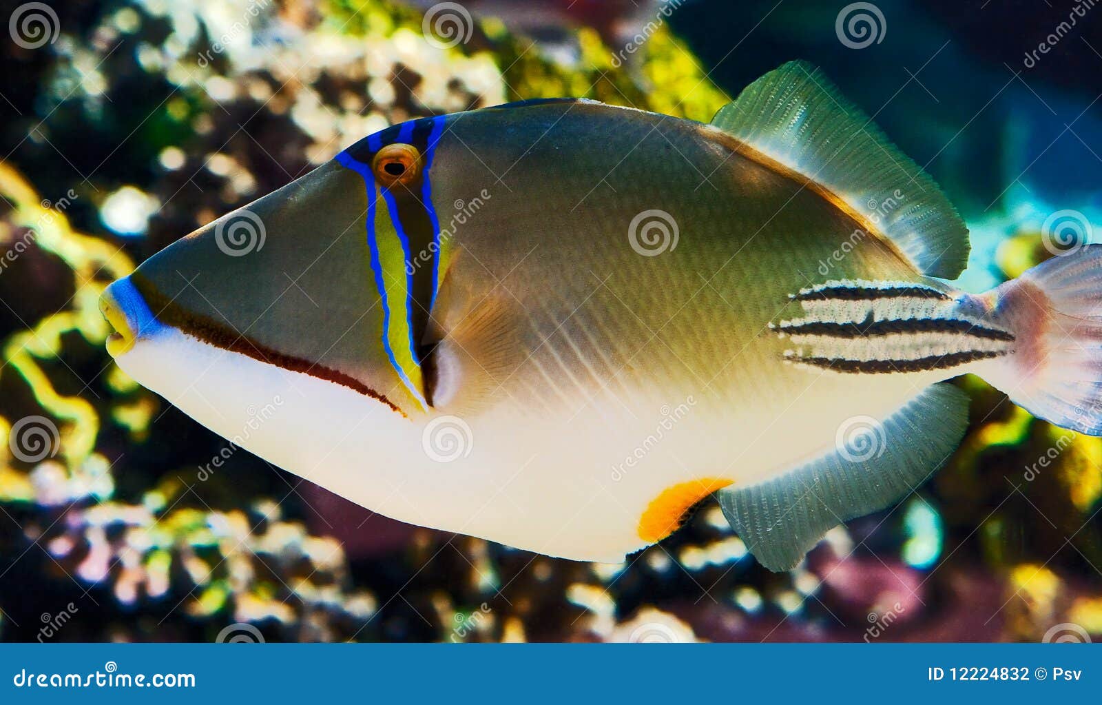 Exotic fish stock photo. Image of exotic, variation, activity - 12224832
