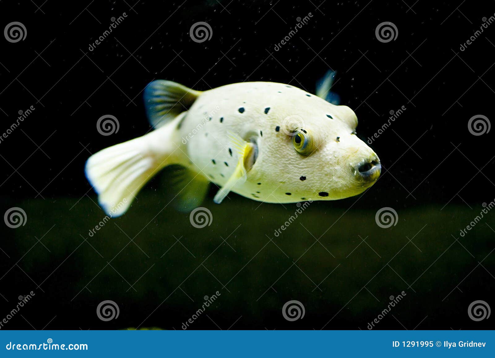 Exotic fish stock image. Image of fauna, organism, mouth - 1291995