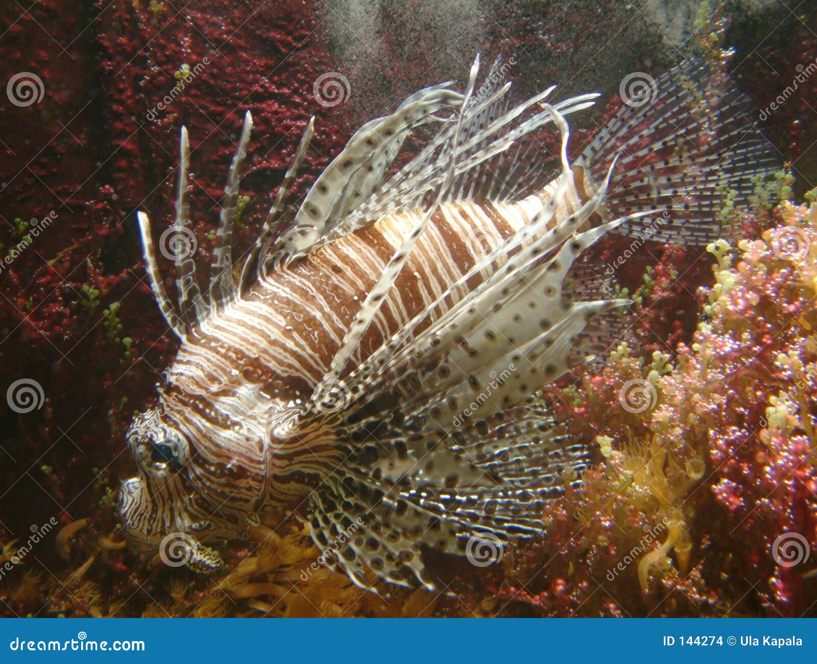 Exotic fish stock photo. Image of ocean, stripes, beauty - 144274