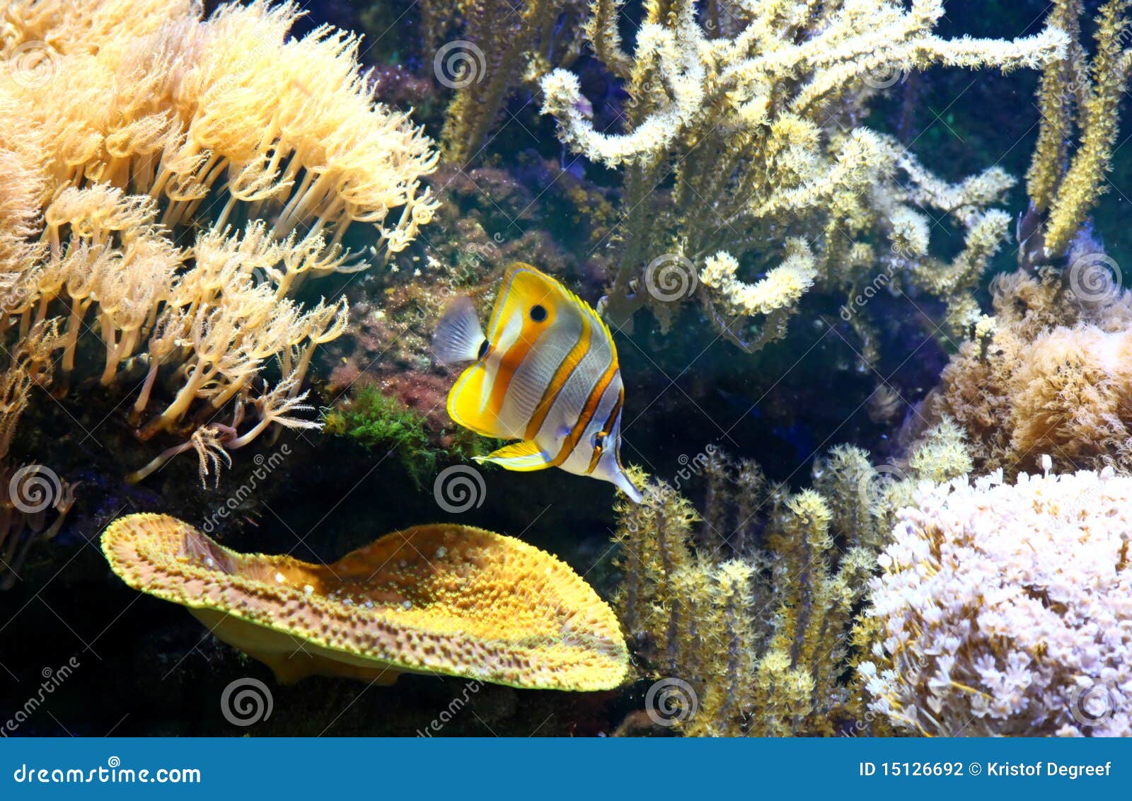 Exotic fish stock photo. Image of coral, fresh, transparent - 15126692