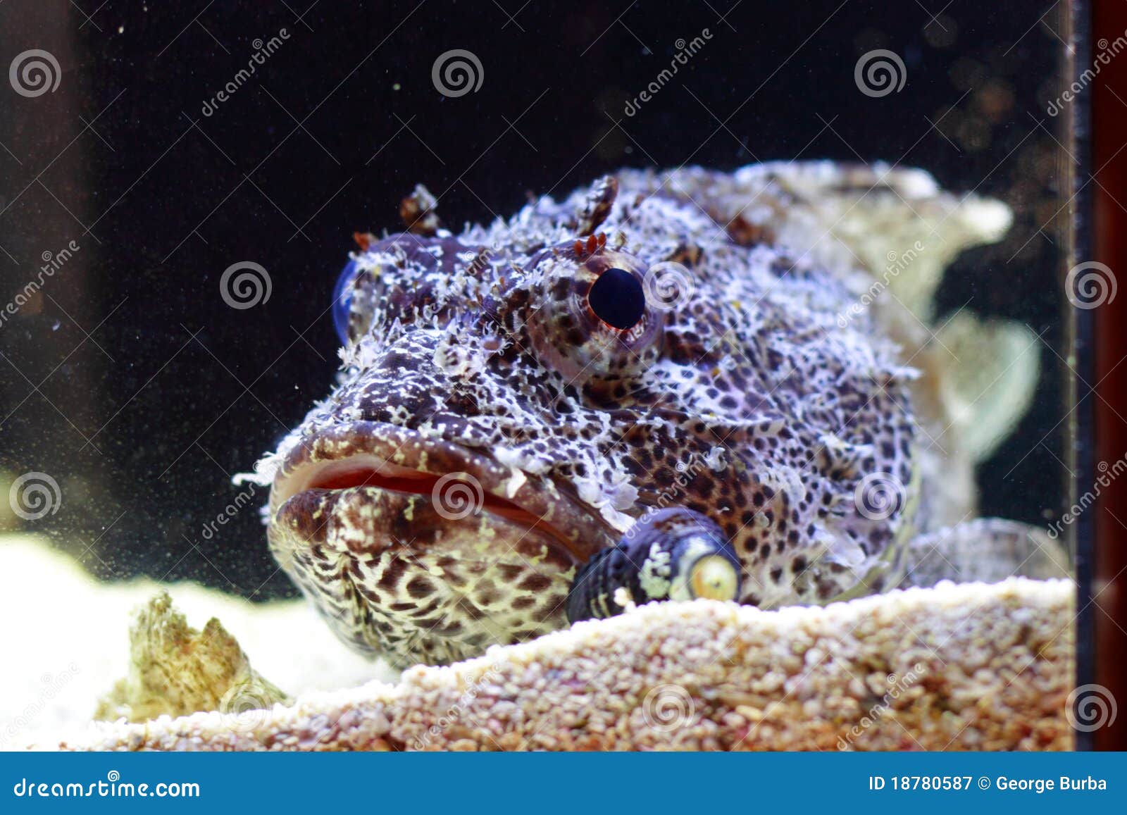 Exotic fish stock image. Image of animal, tide, spotted - 18780587