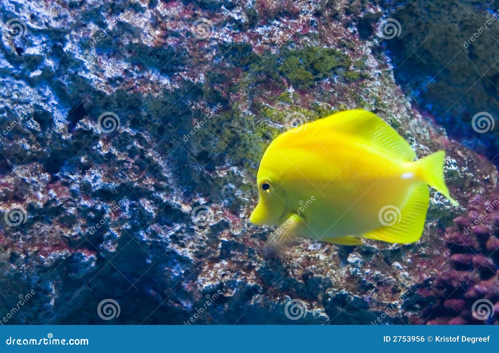 Exotic fish a stock photo. Image of fresh, abstract, gold - 2753956