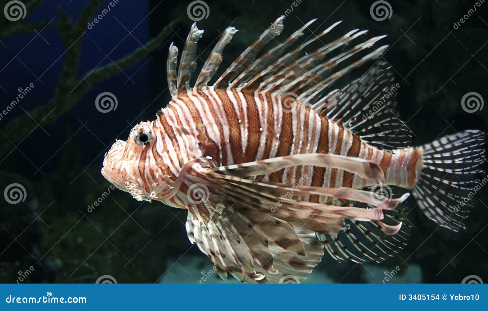 Exotic Fish stock photo. Image of tropical, fish, liviing - 3405154