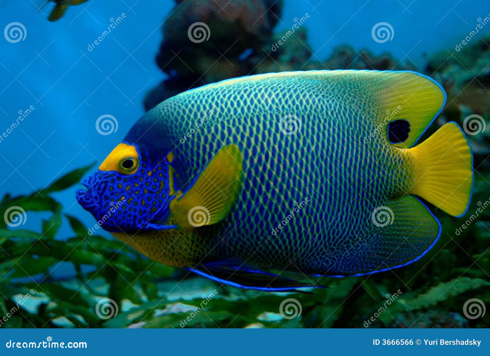 Exotic fish stock photo. Image of fish, colorful, tropical - 3666566