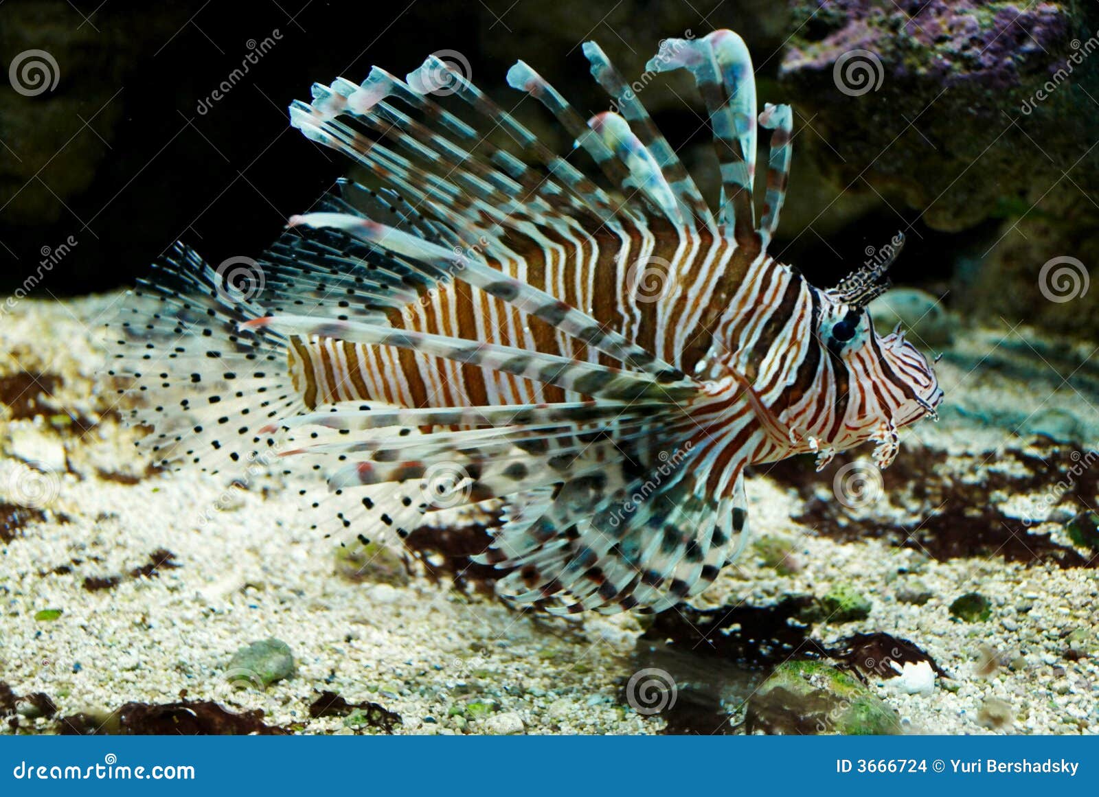 Exotic fish stock photo. Image of rare, tropical, beauty - 3666724