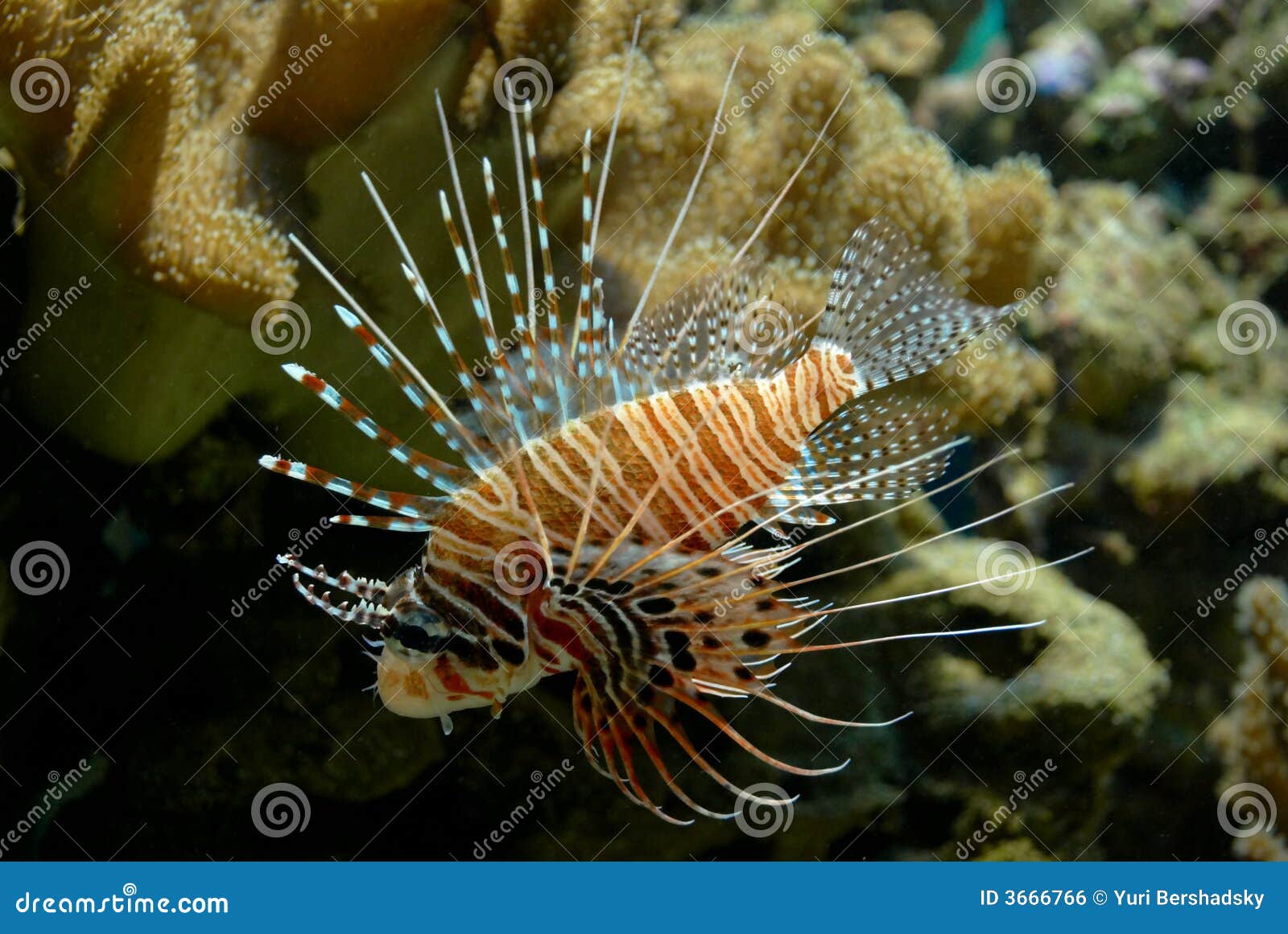 Exotic fish stock photo. Image of colorful, living, rare - 3666766