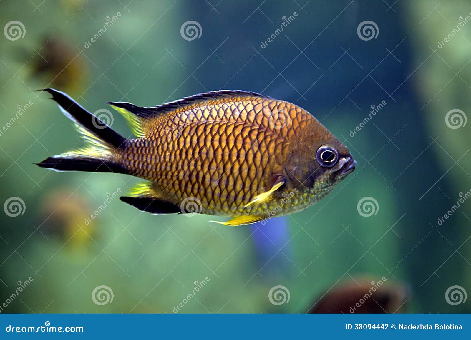 Exotic fish stock photo. Image of animals, beauty, life - 38094442