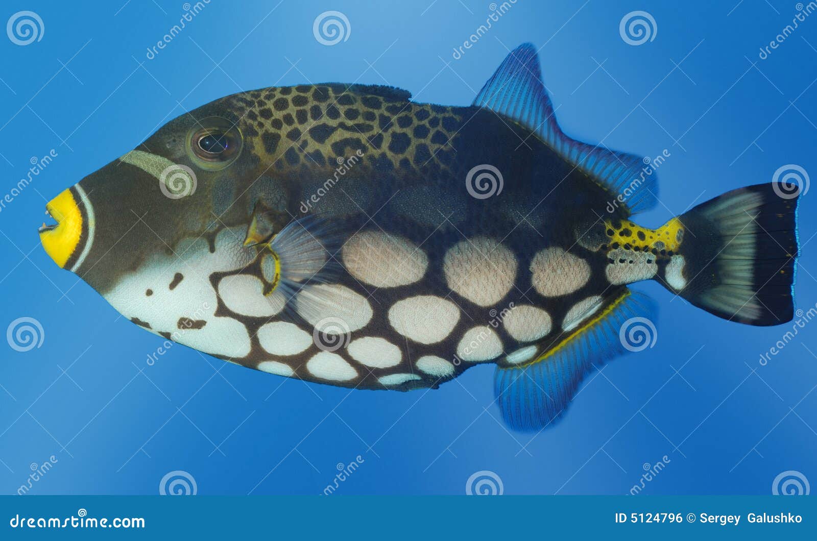 Exotic fish stock photo. Image of reef, nautical, blue - 5124796