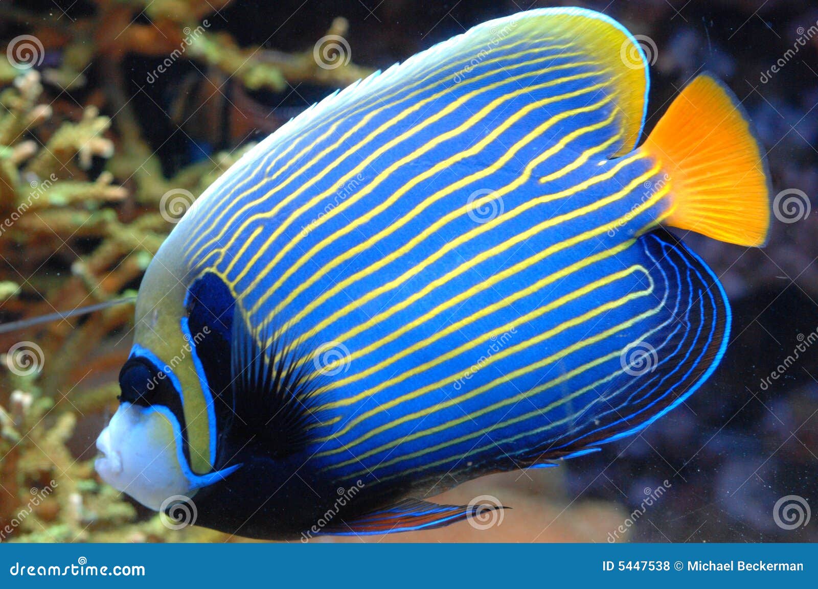 Exotic Fish stock photo. Image of ocean, bright, color - 5447538