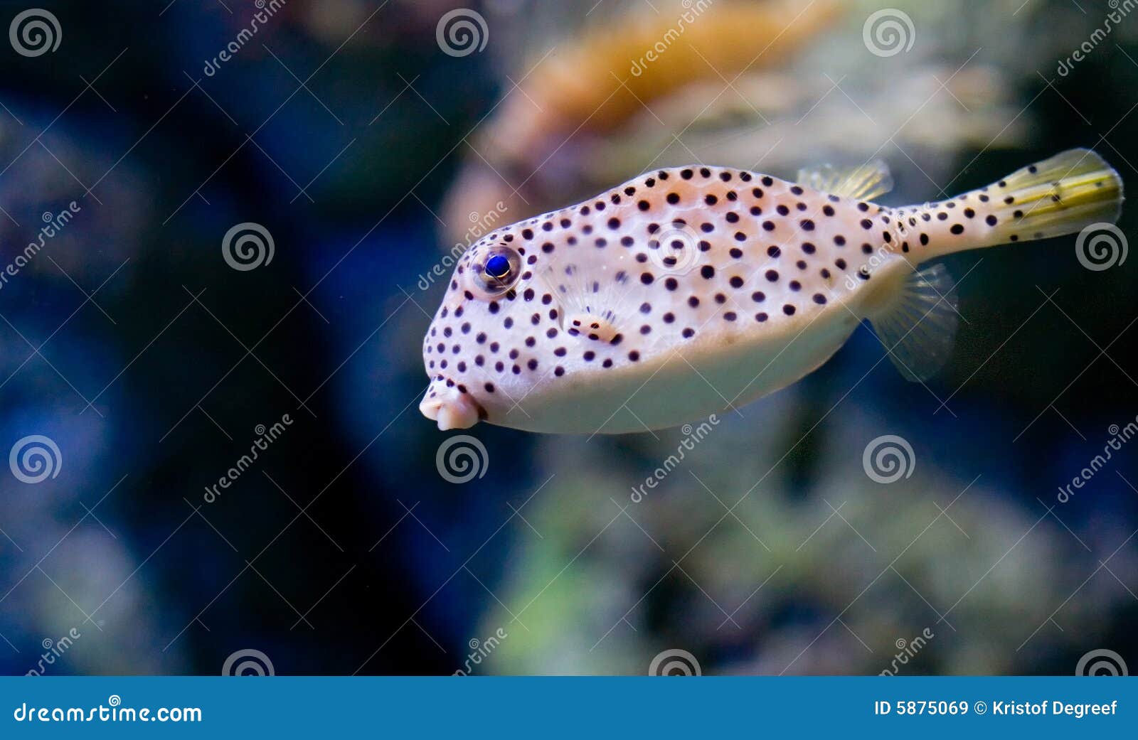 Exotic fish stock image. Image of aquarium, fish, blue - 5875069