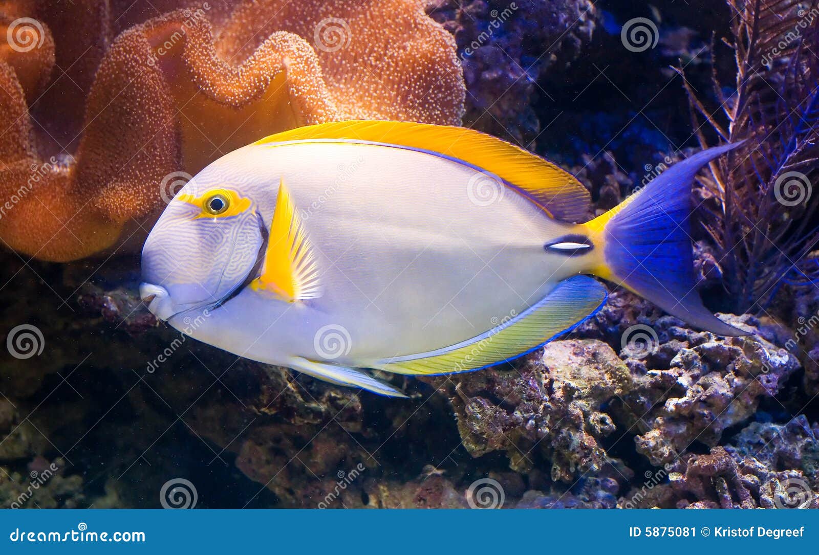 Exotic fish stock image. Image of marine, exotic, ocean - 5875081