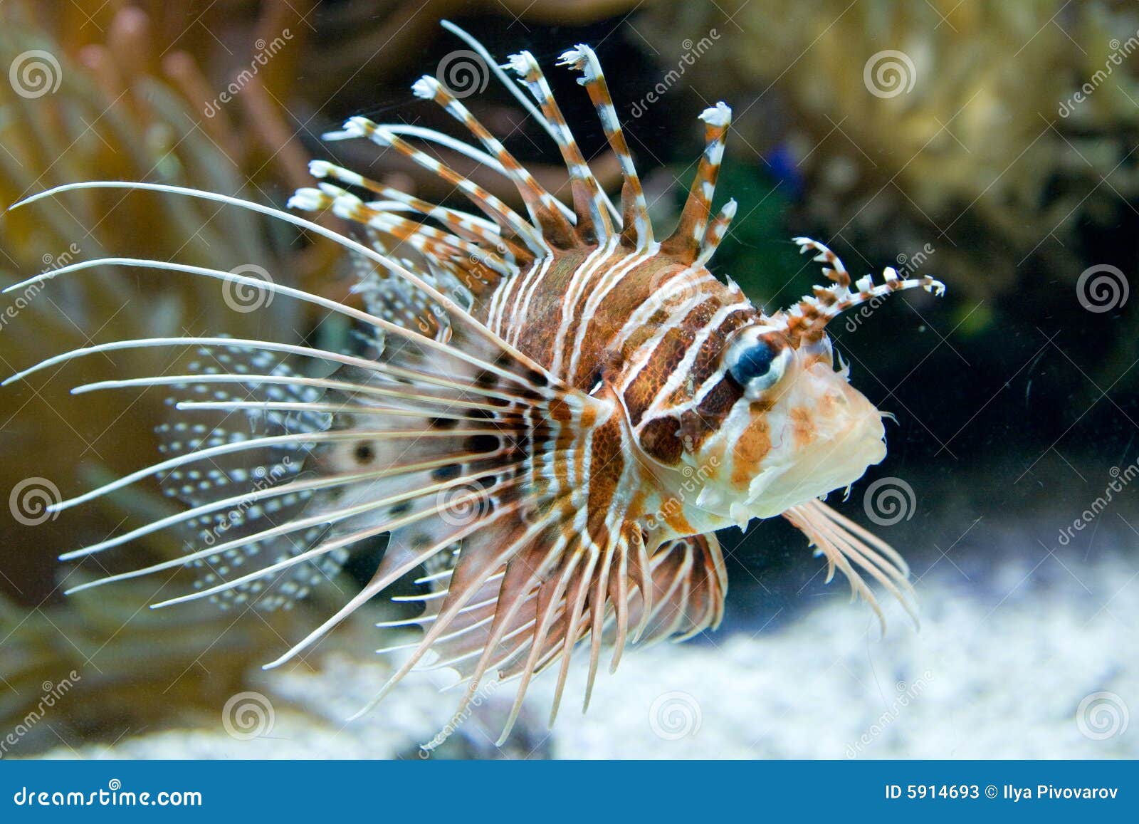 Exotic fish stock image. Image of natural, water, tentacle - 5914693