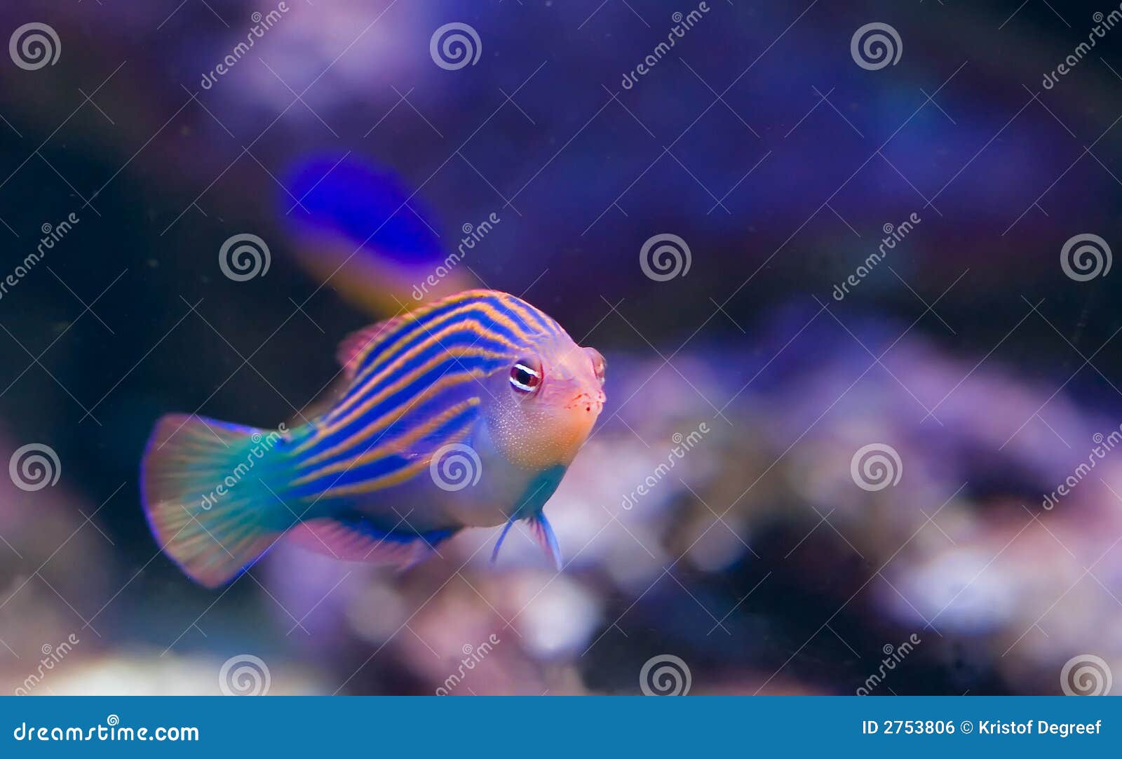 Exotic fish 8 stock photo. Image of environment, blur - 2753806