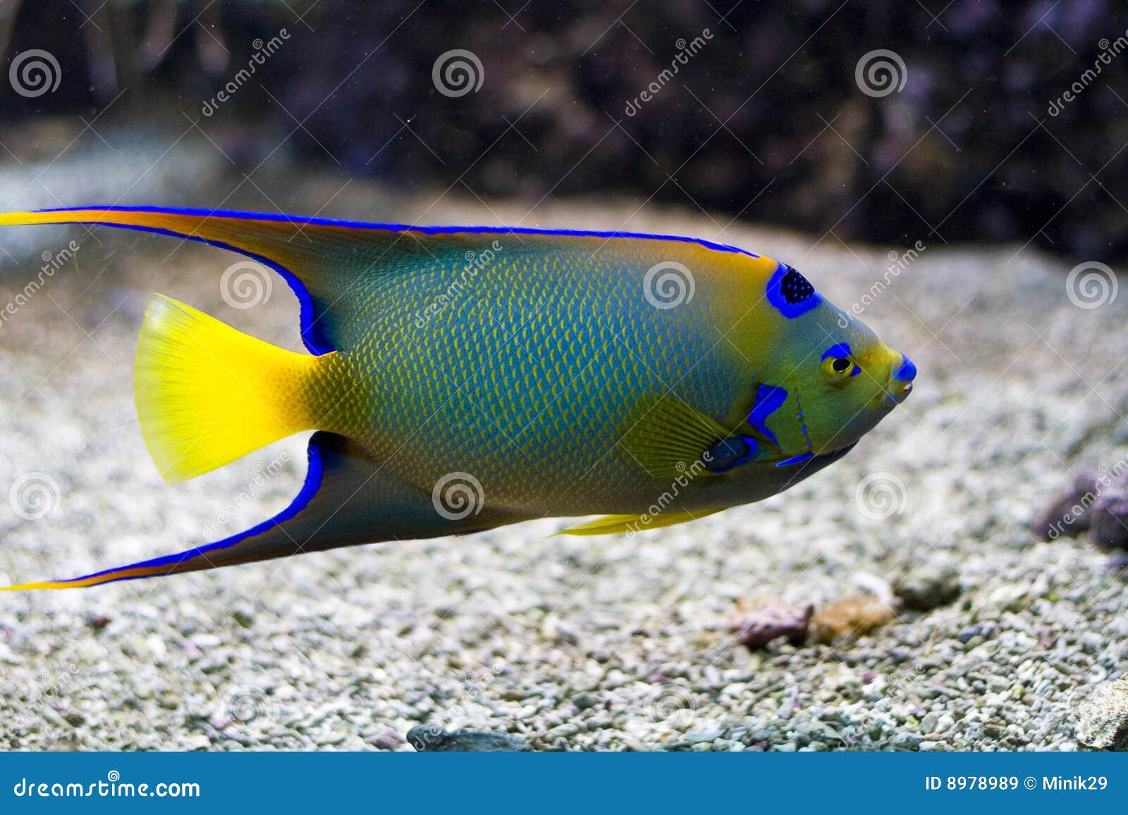 Exotic fish stock image. Image of funny, water, animal - 8978989