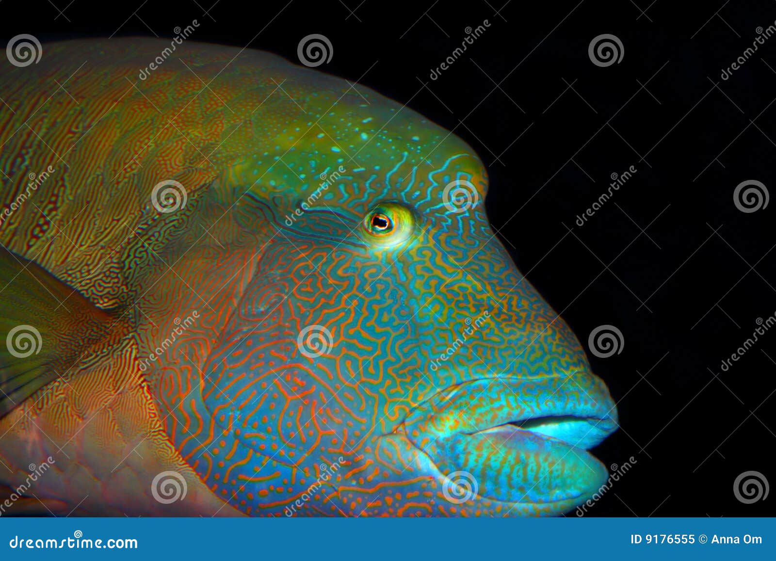 Exotic fish stock image. Image of majestic, vibrant, snorkel - 9176555