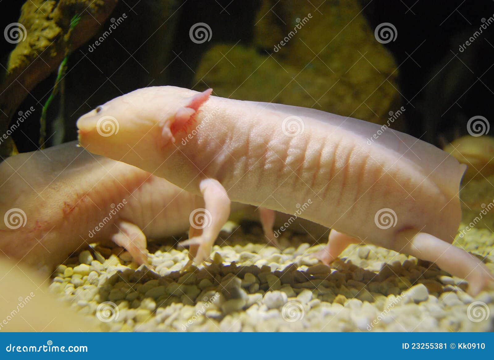 Exotic fish in an aquarium stock image. Image of fish - 23255381