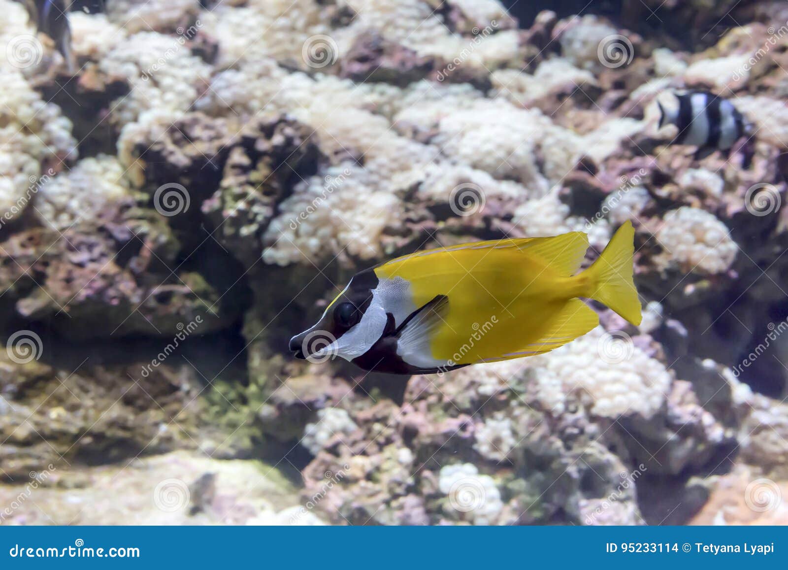 Exotic fish in aquarium stock photo. Image of algae, alive - 95233114