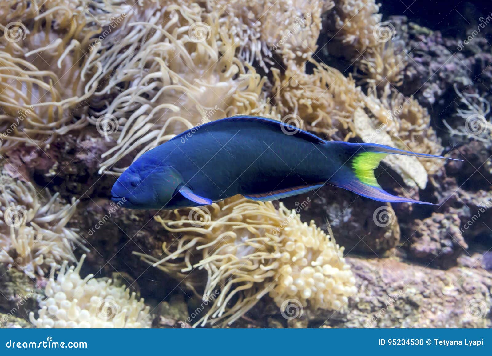 Exotic fish in aquarium stock photo. Image of fish, nature - 95234530