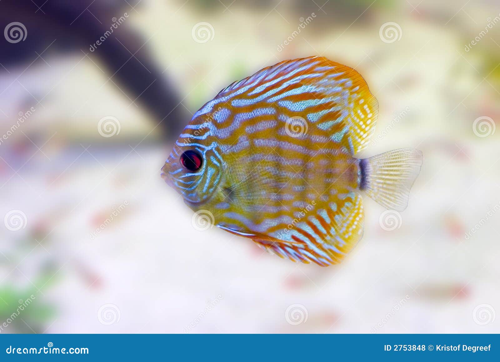 Exotic fish b stock photo. Image of fish, environmental - 2753848