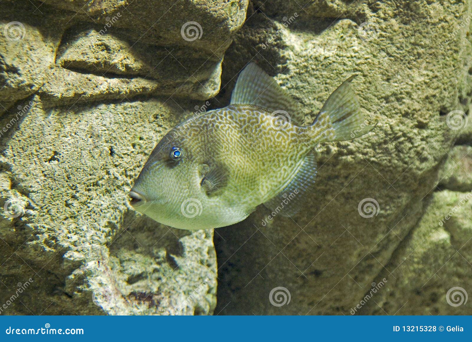 Exotic fish with blue eye stock photo. Image of dappled - 13215328