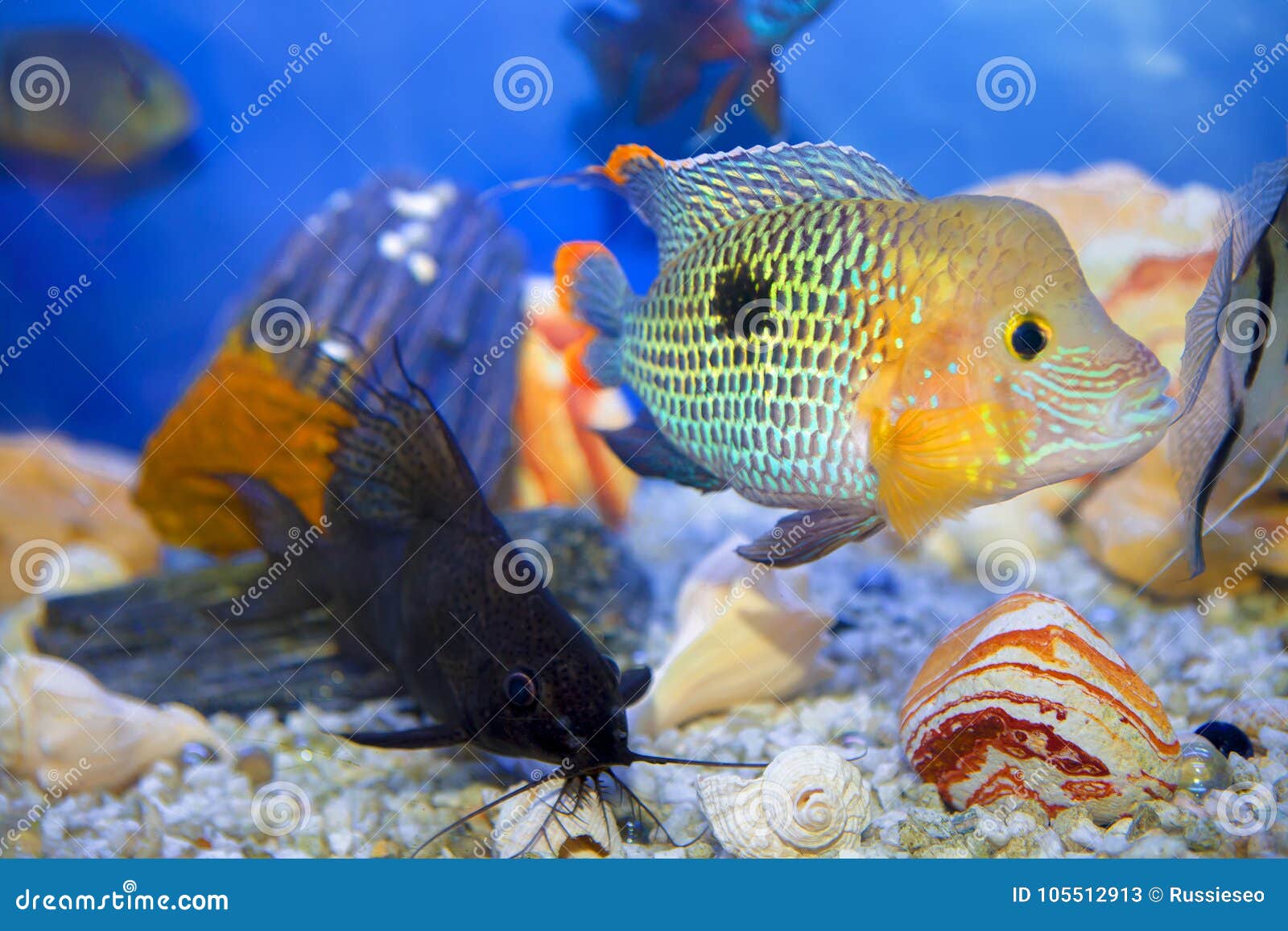 Exotic fish on the bottom stock image. Image of wildlife - 105512913
