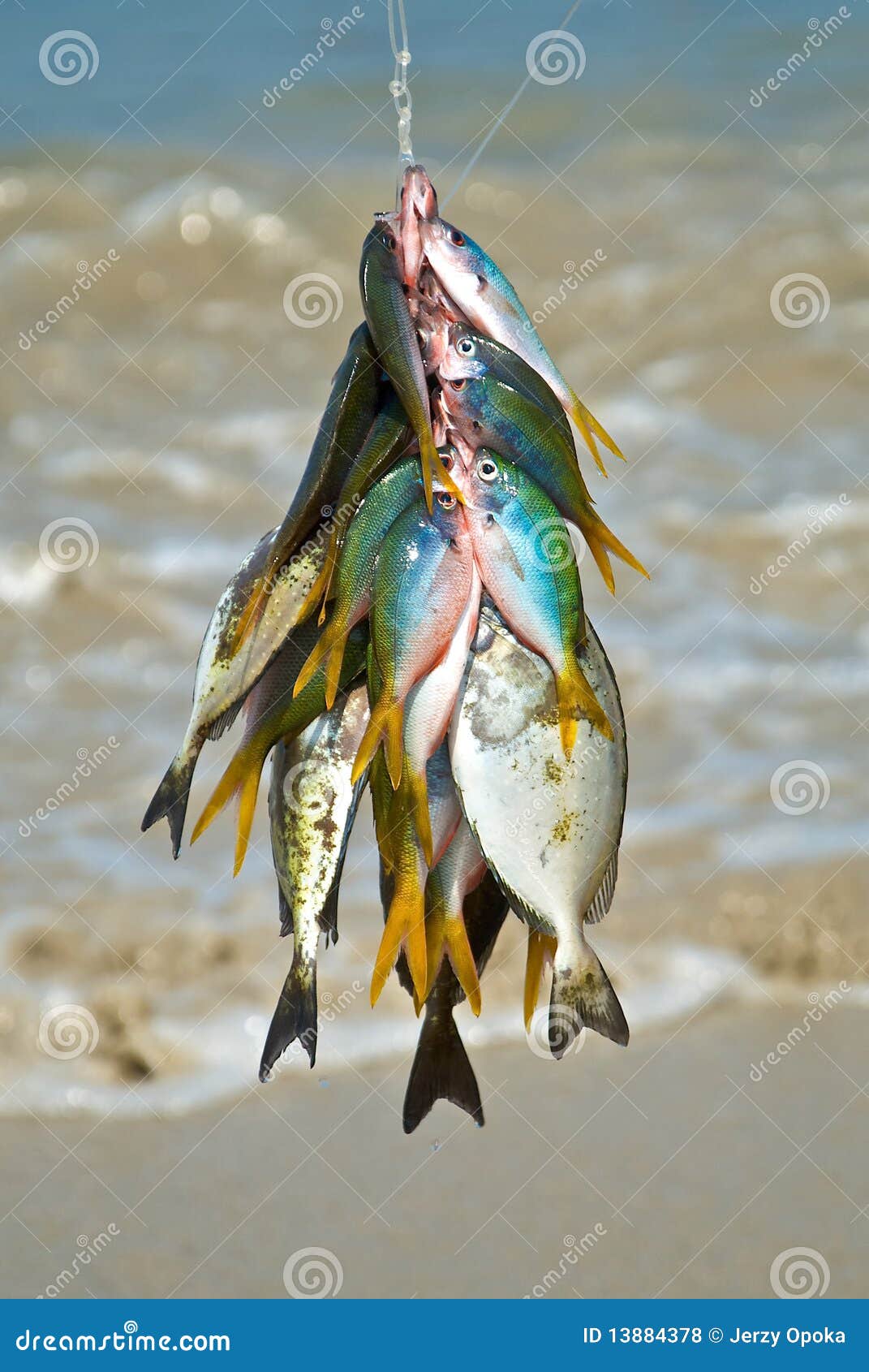 Exotic fish caught stock photo. Image of fish, fresh - 13884378