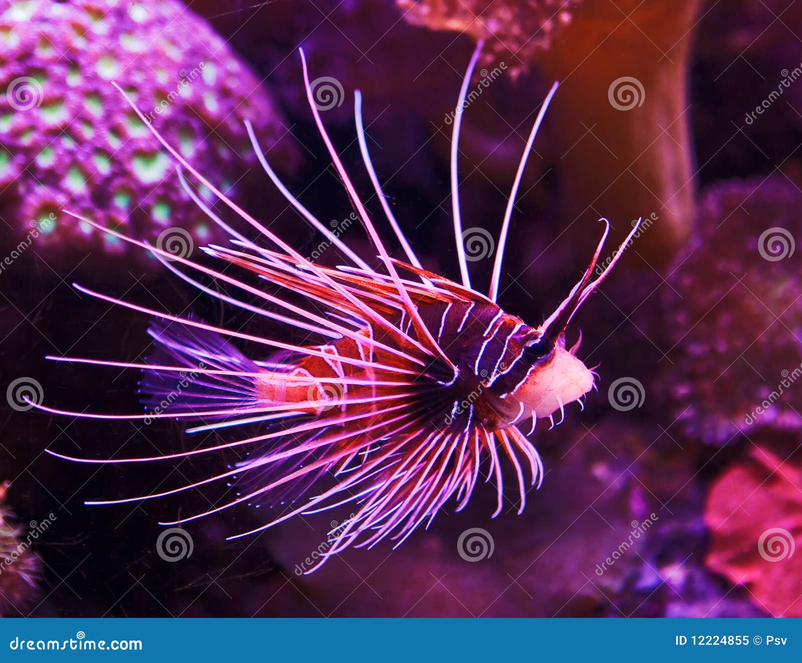 Exotic fish in coral reef stock image. Image of ocean - 12224855