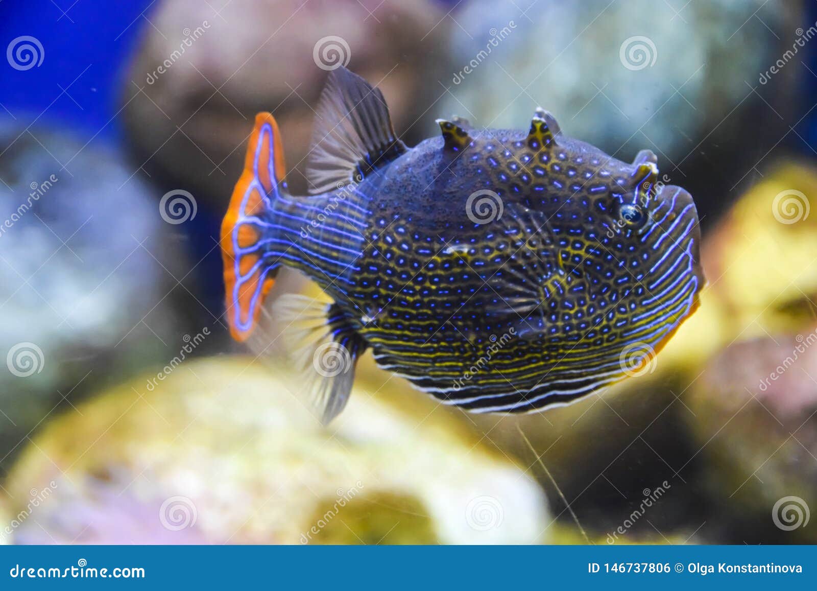 Exotic Fish Dark Blue Striped with an Orange Tail Under Water in an ...