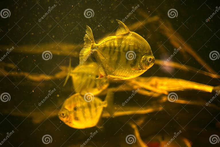 Fish in deep water stock image. Image of lake, color - 151327399