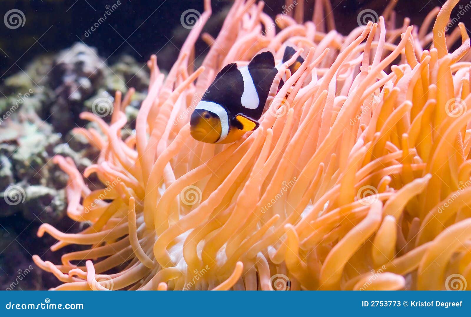 Exotic fish e stock image. Image of creature, glass, fish - 2753773