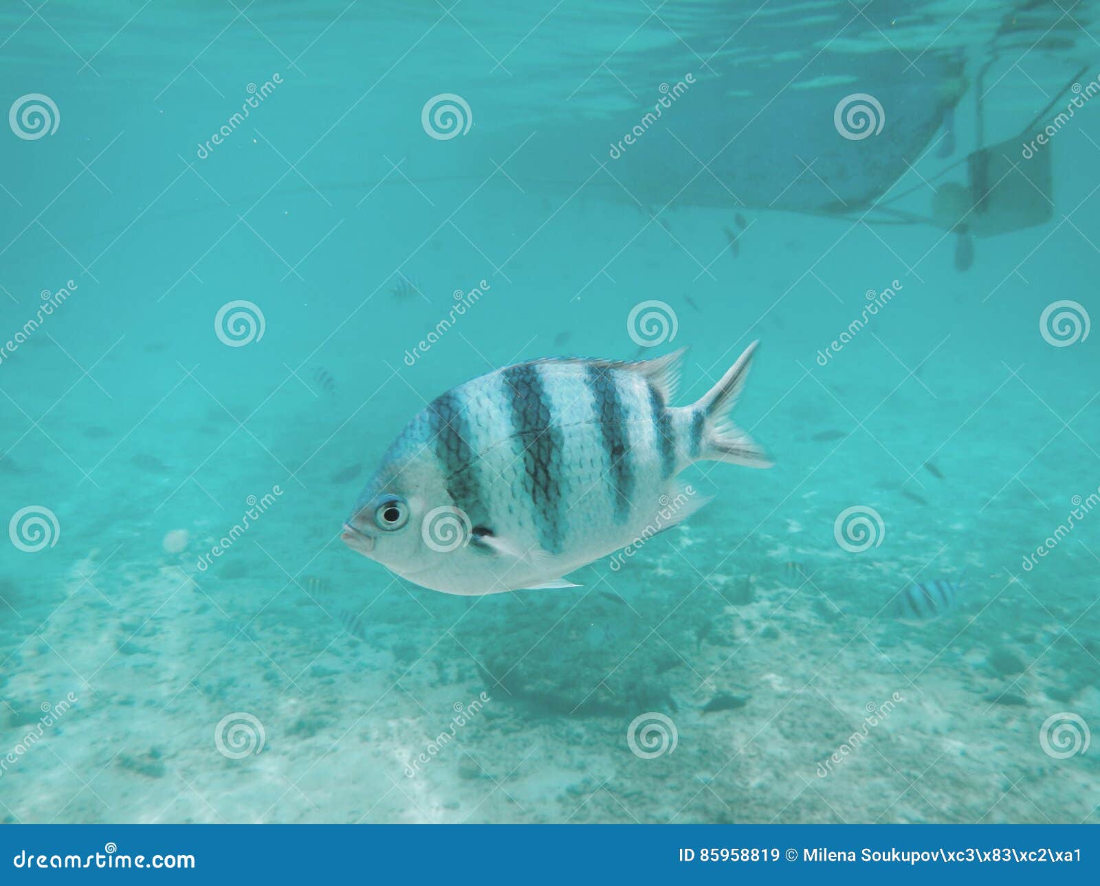 Exotic Fish, El Nido Philippines Stock Image - Image of yellow, fish ...