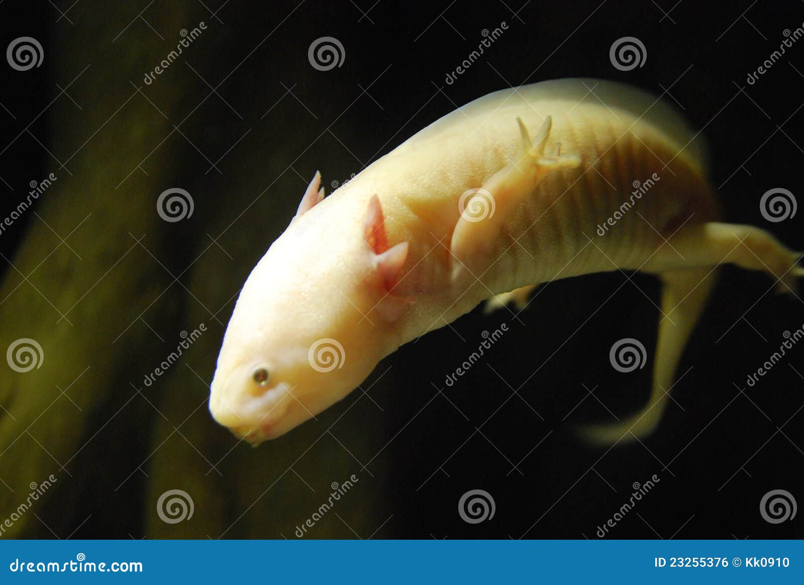 Exotic Fish with Hands and Legs Stock Photo - Image of walking, rare ...
