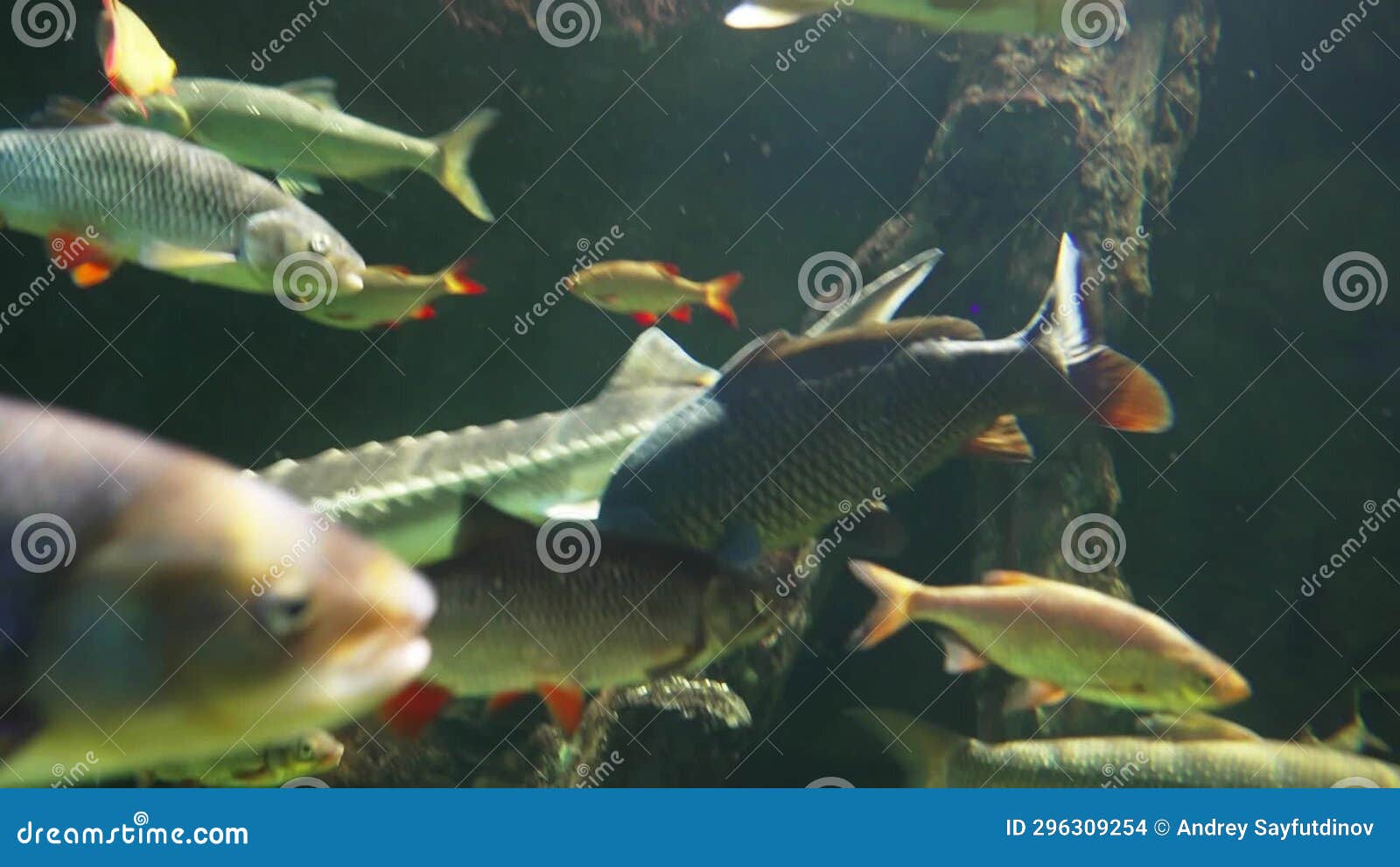 Exotic Fish in a Large Aquarium. Excursion To the Oceanarium Stock ...