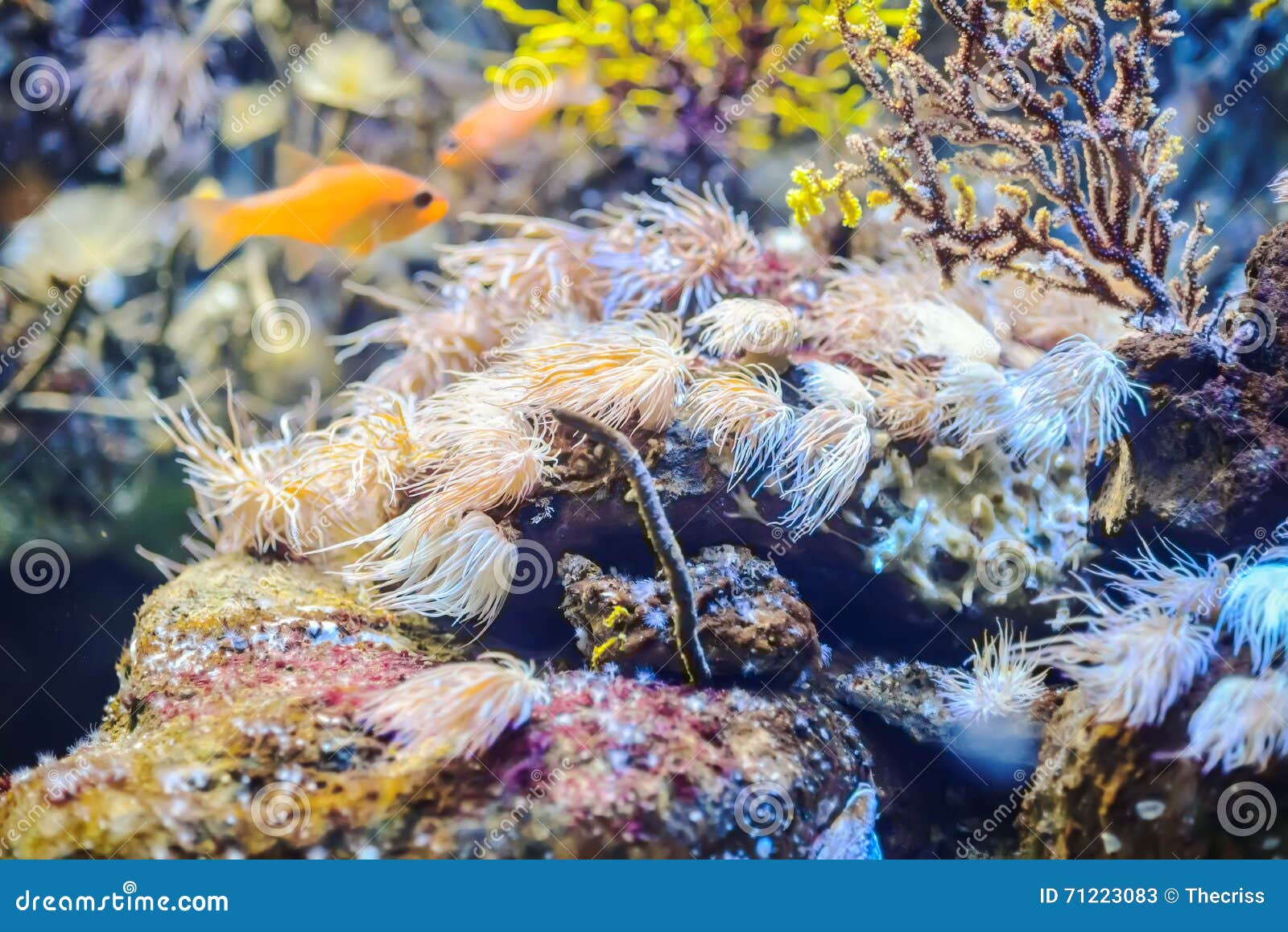 Exotic Fish in Marine Aquarium Stock Image - Image of flavescens ...