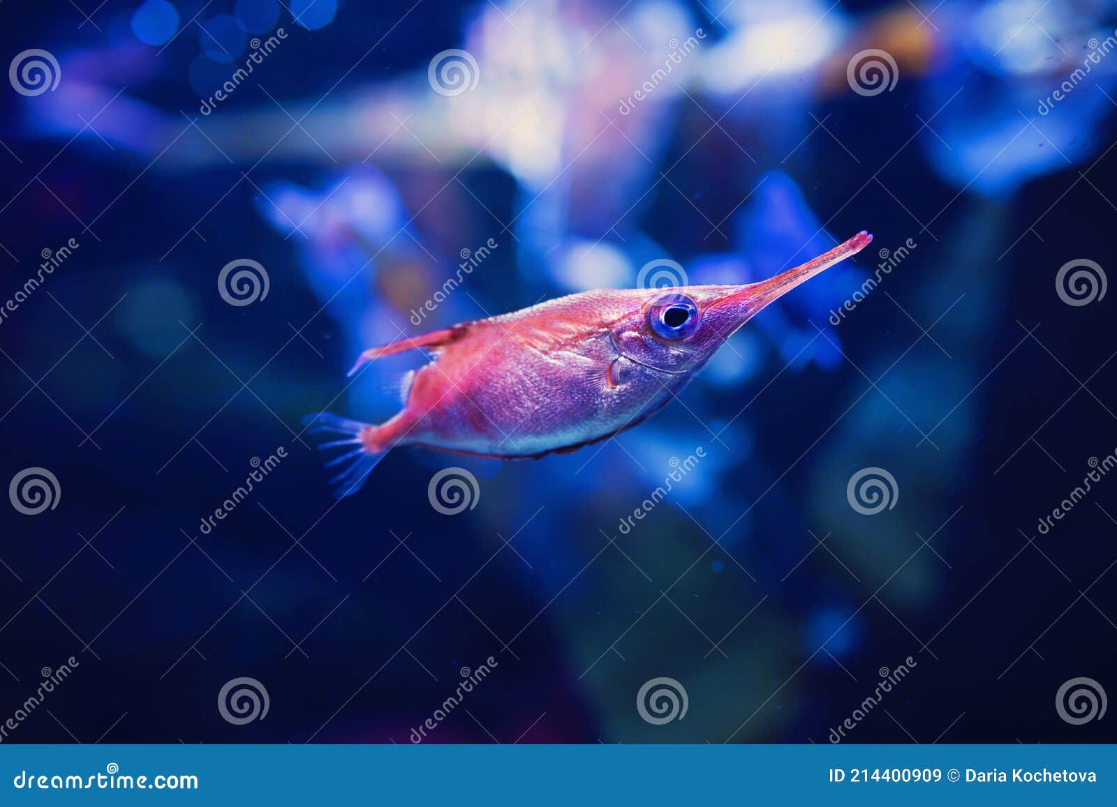 Exotic Fish in Neon Light I Stock Image - Image of ocean, indoors ...