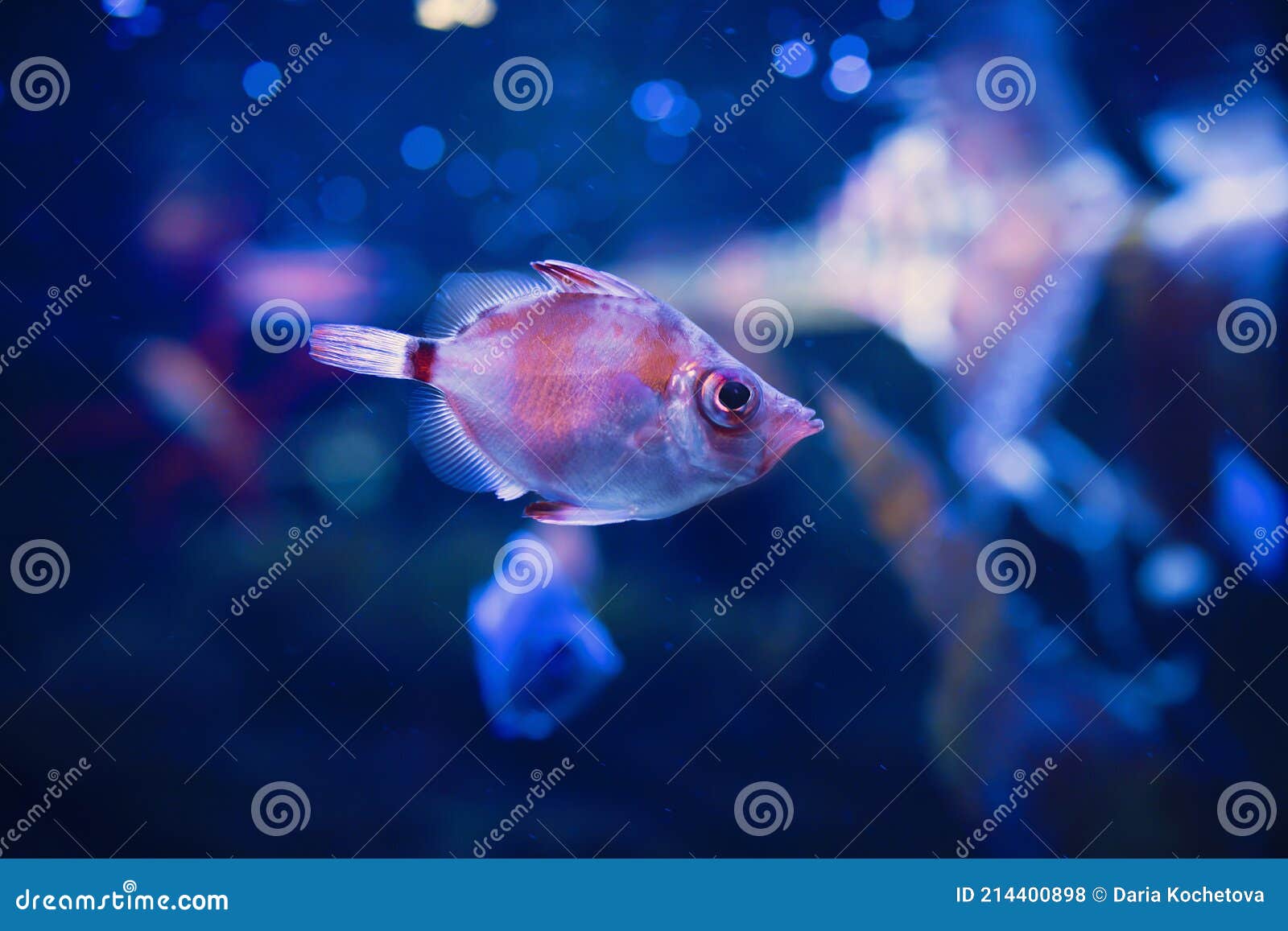 Exotic Fish in Neon Light I Stock Photo - Image of deep, dots: 214400898